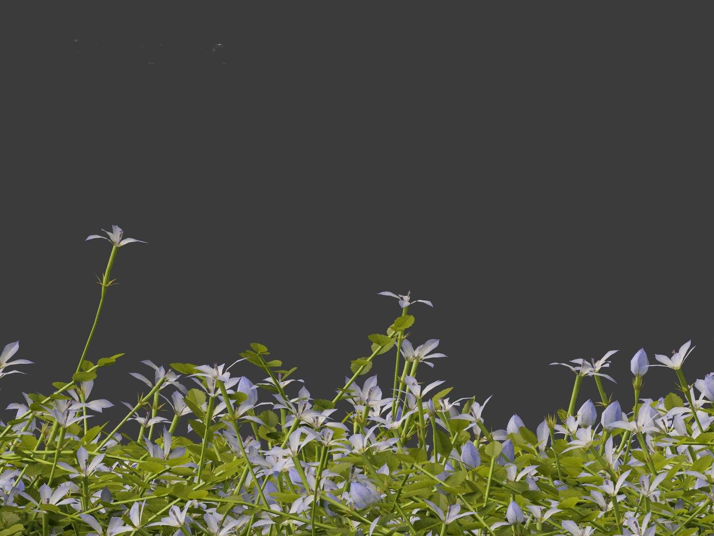 3D Model Isotoma Fluviatilis - Blue Star Creeper - TurboSquid 2141640