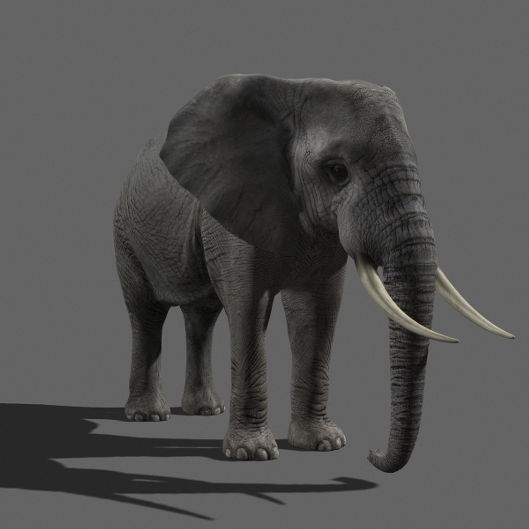 3d Model Elephant Rig