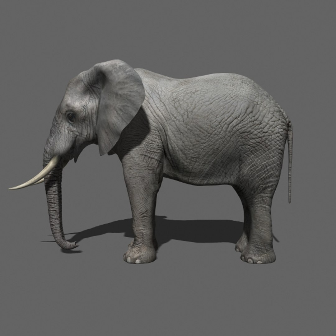 3d Model Elephant Rig
