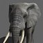 3d Model Elephant Rig