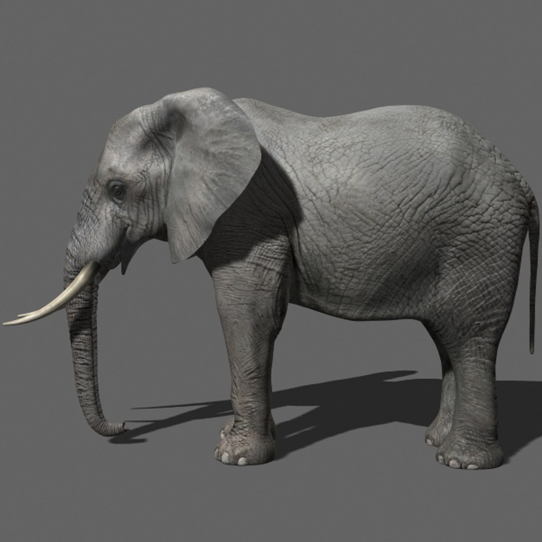 3d Model Elephant Rig
