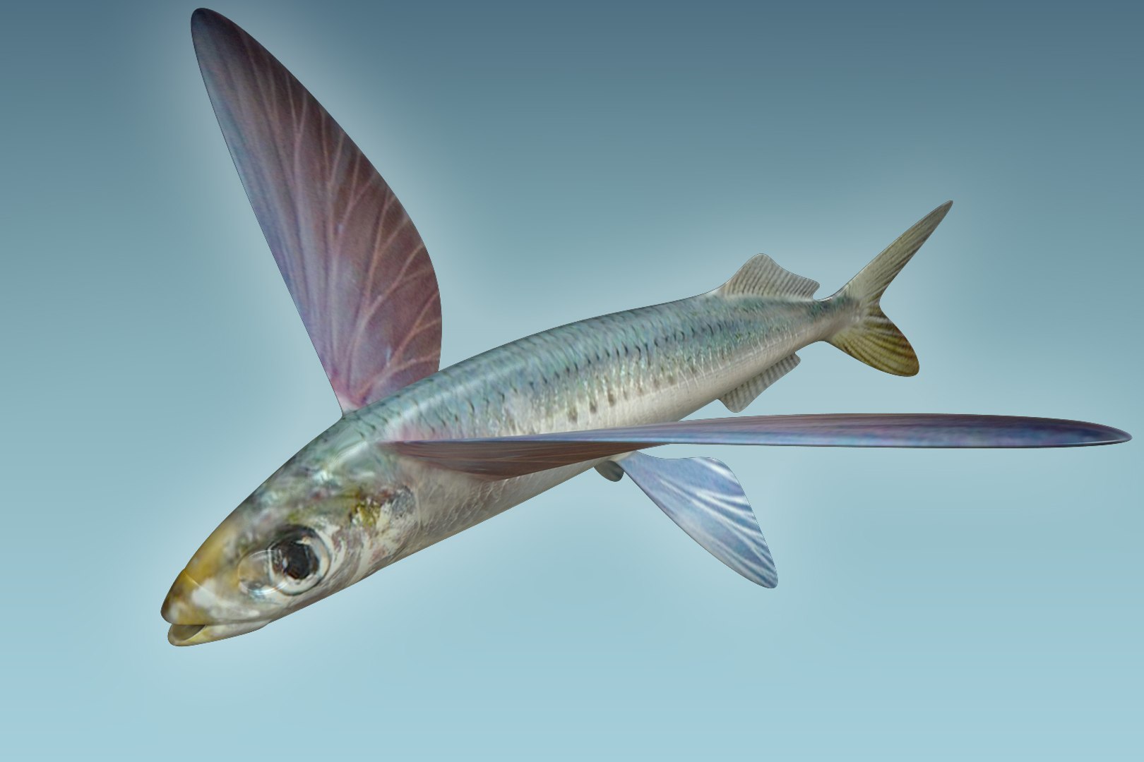 Atlantic flying fish 3D - TurboSquid 1202854