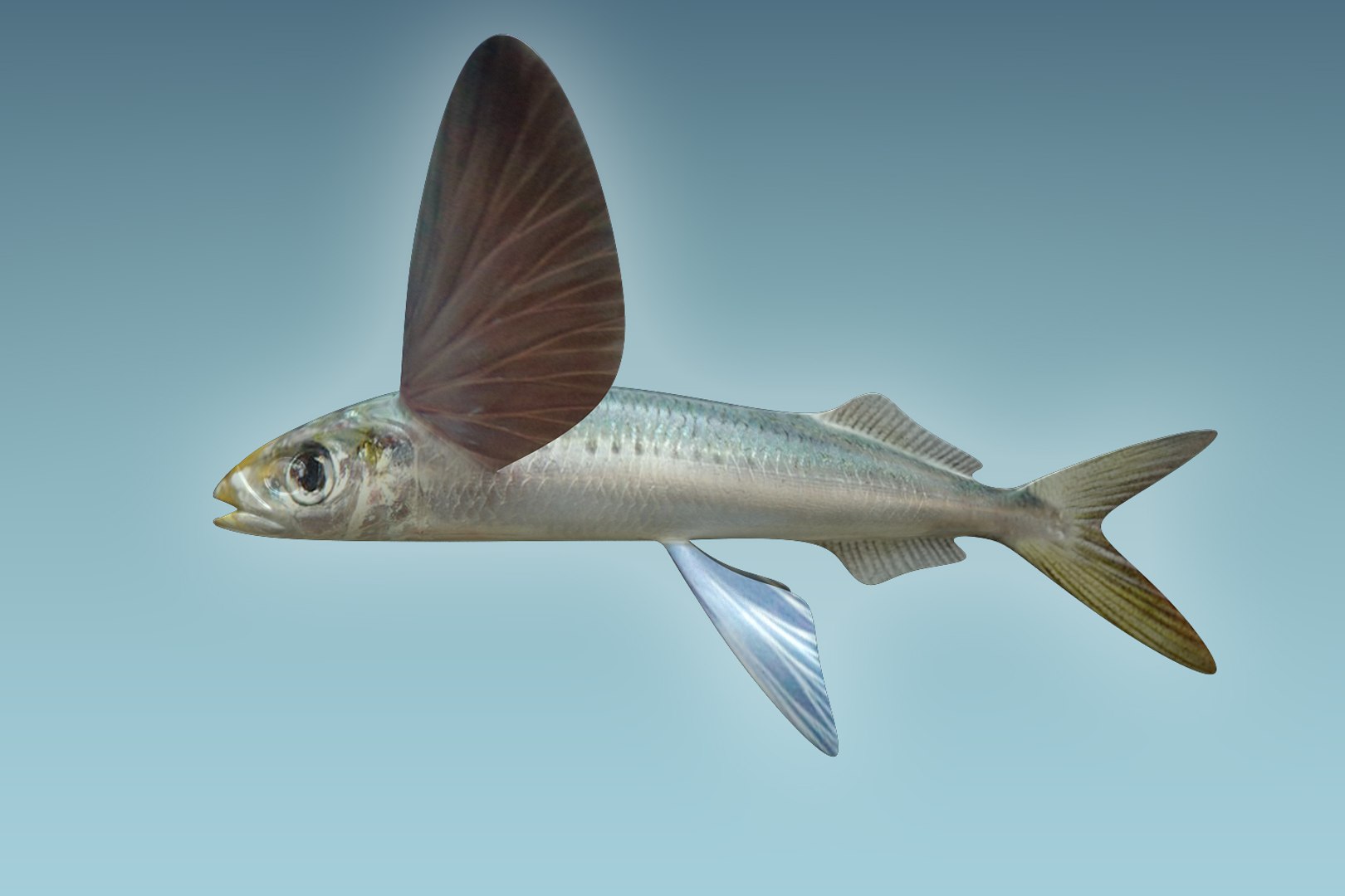 Atlantic flying fish 3D - TurboSquid 1202854
