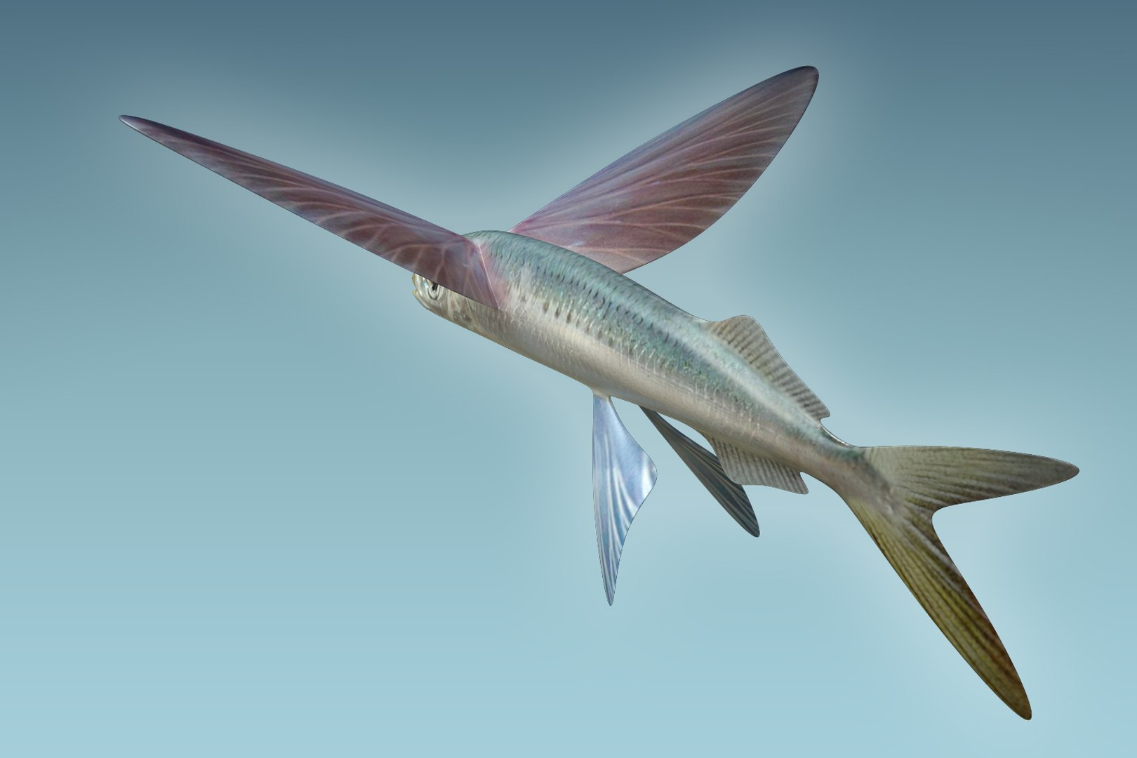 Atlantic flying fish 3D - TurboSquid 1202854