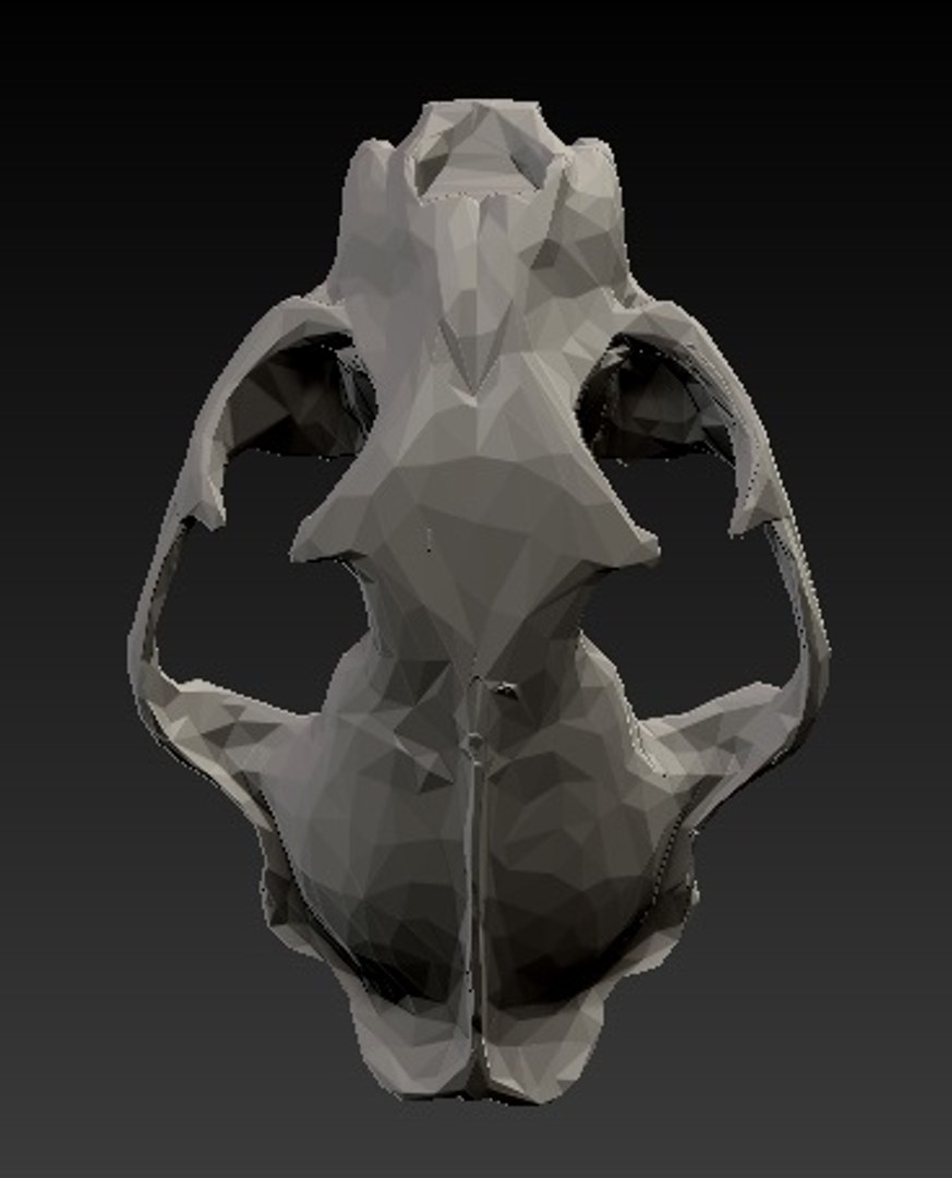 3d Cat Skull Model
