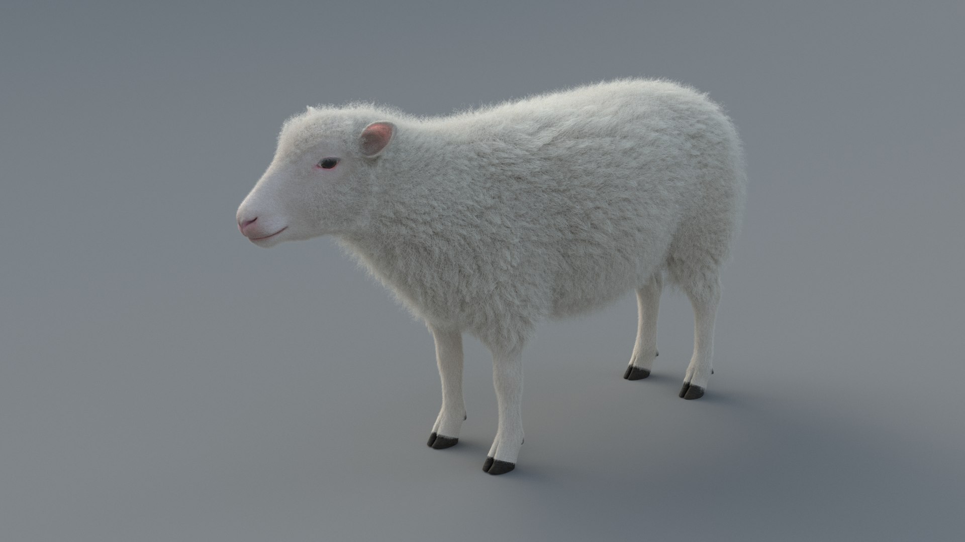 Sheep Animation 3D - TurboSquid 1590272