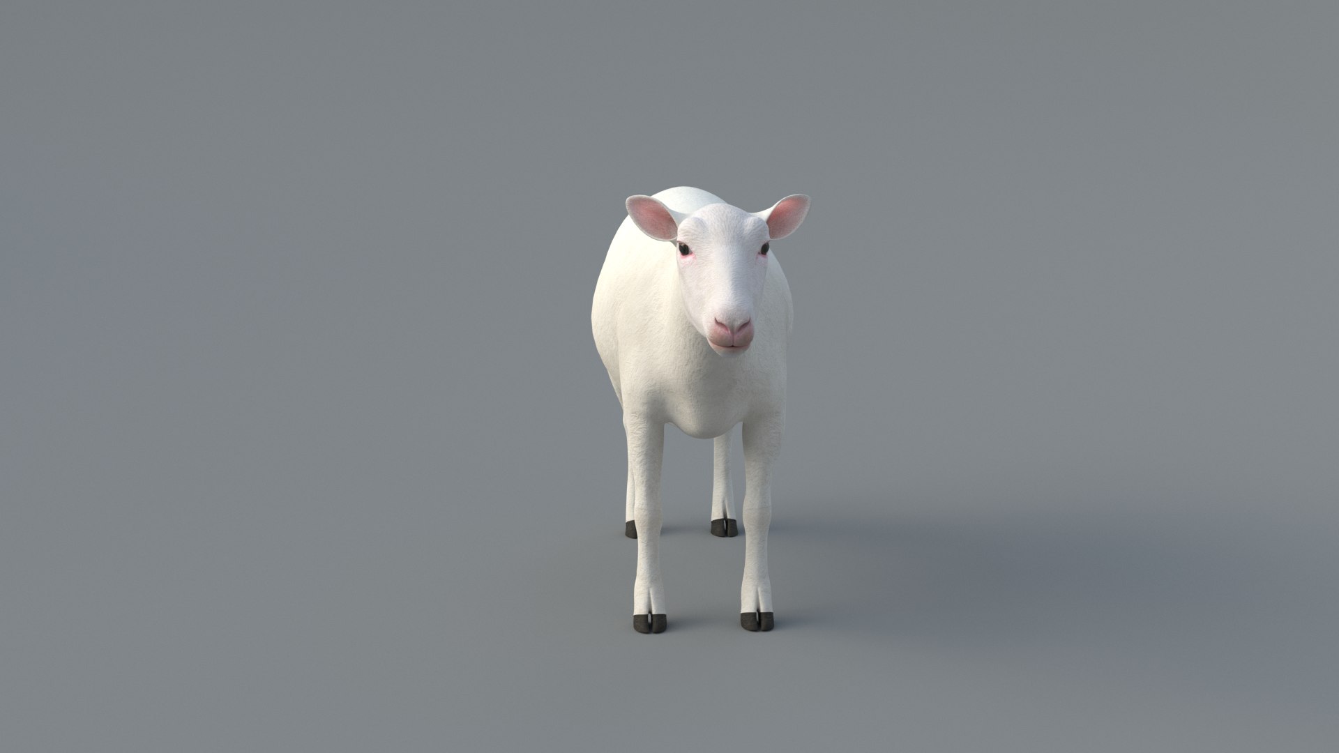 Sheep Animation 3D - TurboSquid 1590272