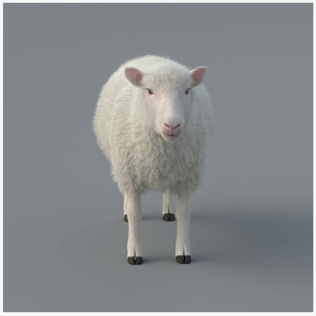 Sheep animation 3D - TurboSquid 1590272