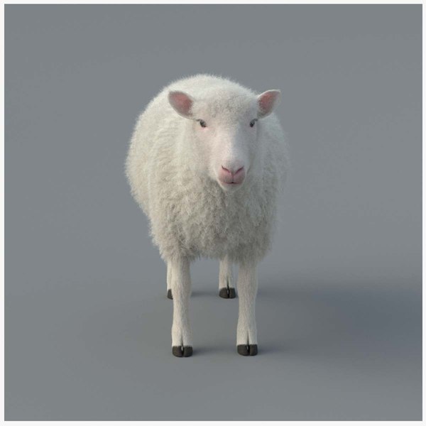 Sheep 3D Models for Download | TurboSquid