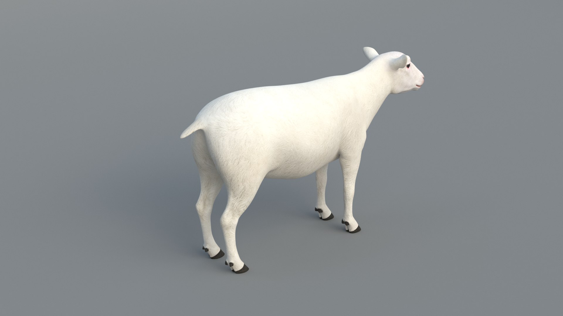 Sheep Animation 3D - TurboSquid 1590272