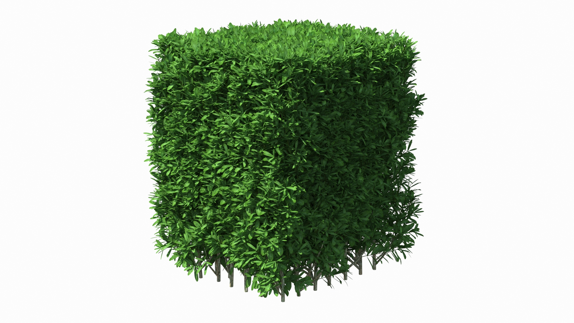 Boxwood Bush Square 3D - TurboSquid 1574958
