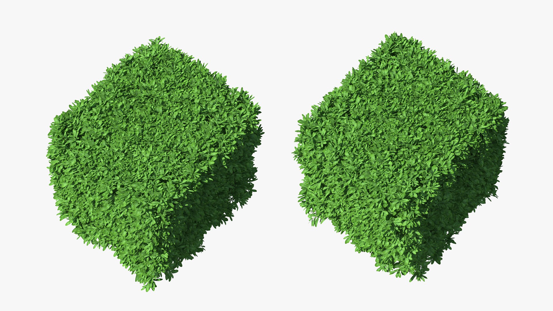 Boxwood Bush Square 3D - TurboSquid 1574958
