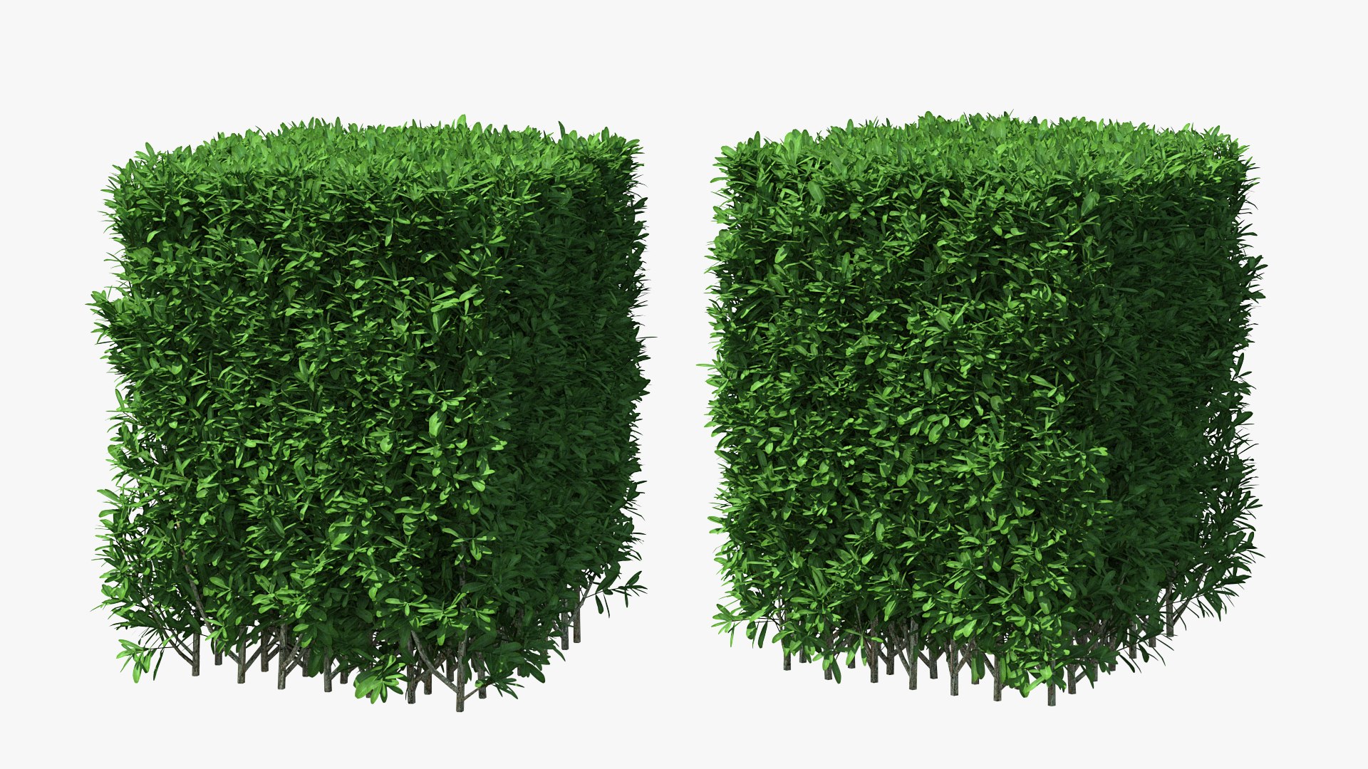 Boxwood Bush Square 3D - TurboSquid 1574958