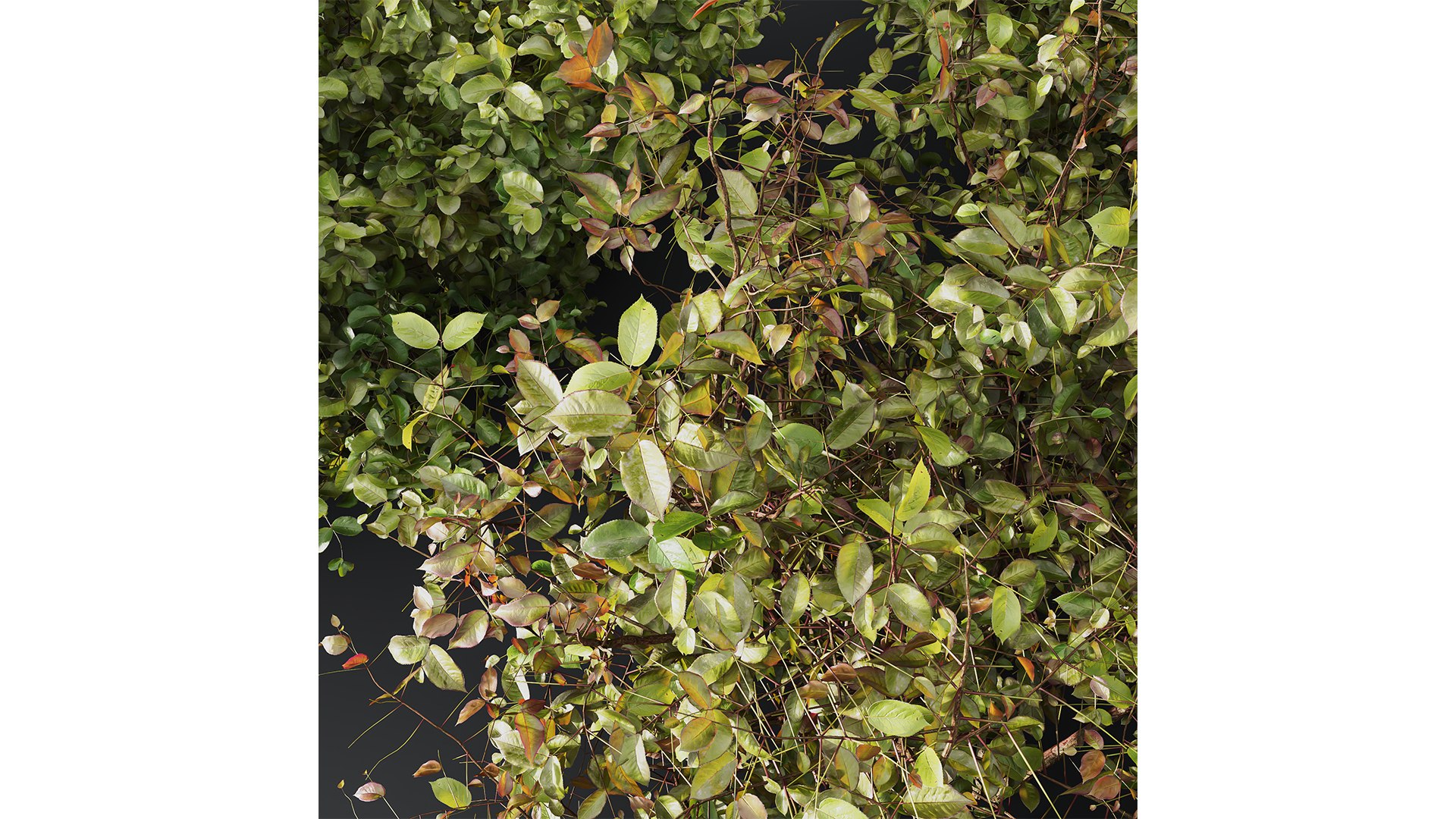 6 Different SETS of Bush SET VOL16 3D model - TurboSquid 2154203