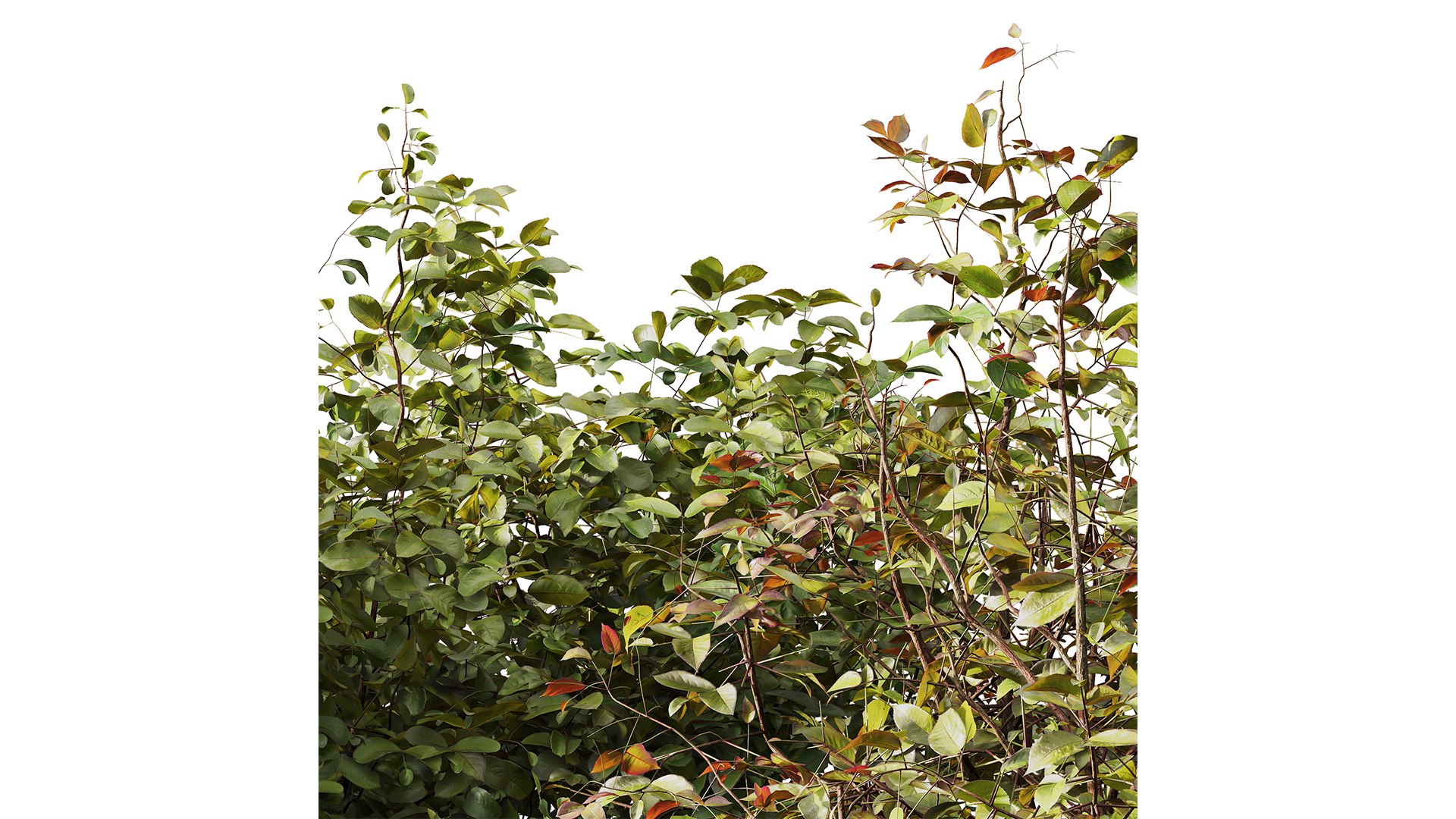 6 Different SETS Of Bush SET VOL16 3D Model - TurboSquid 2154203