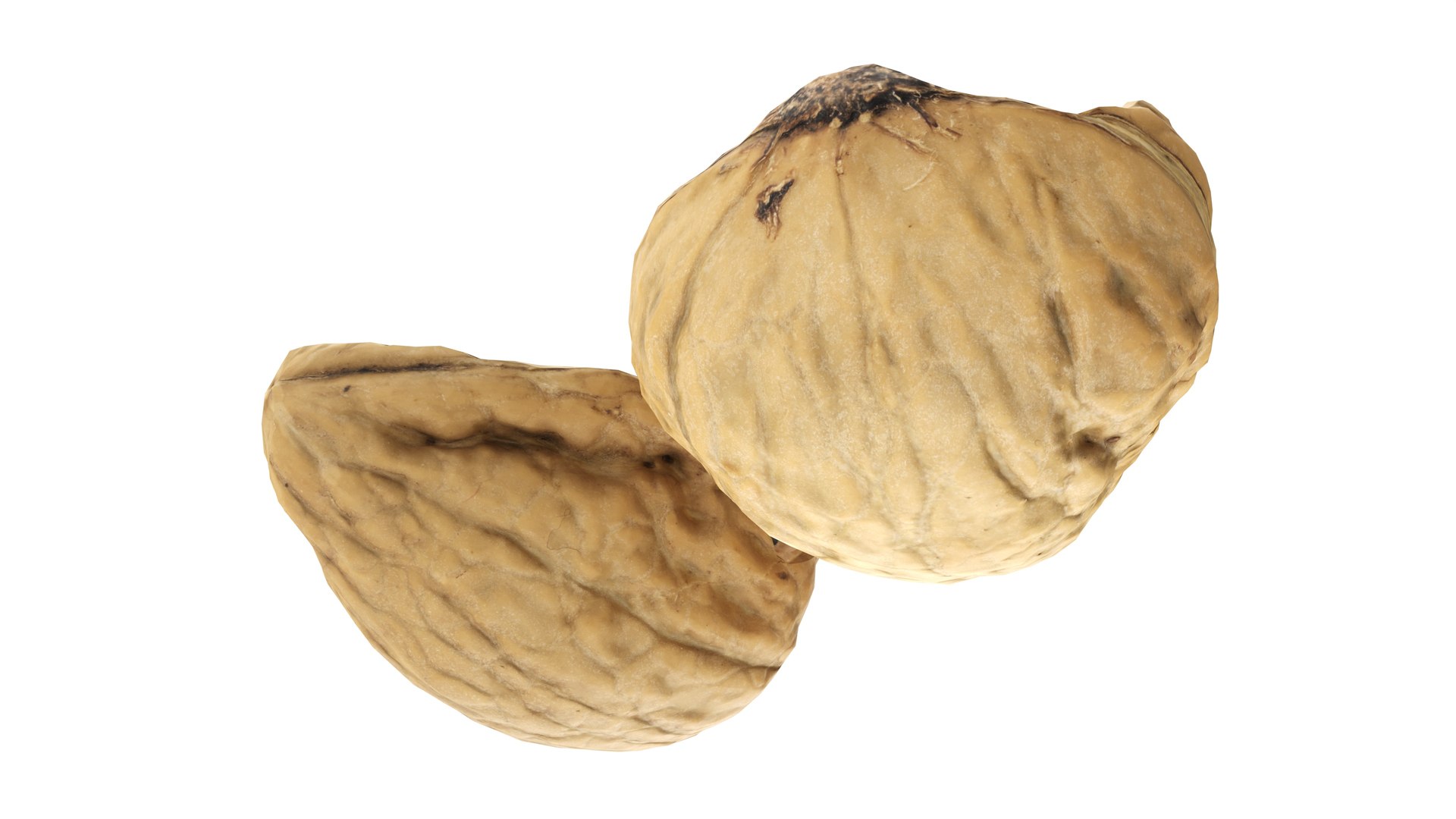 3D Walnut Half - TurboSquid 2314891