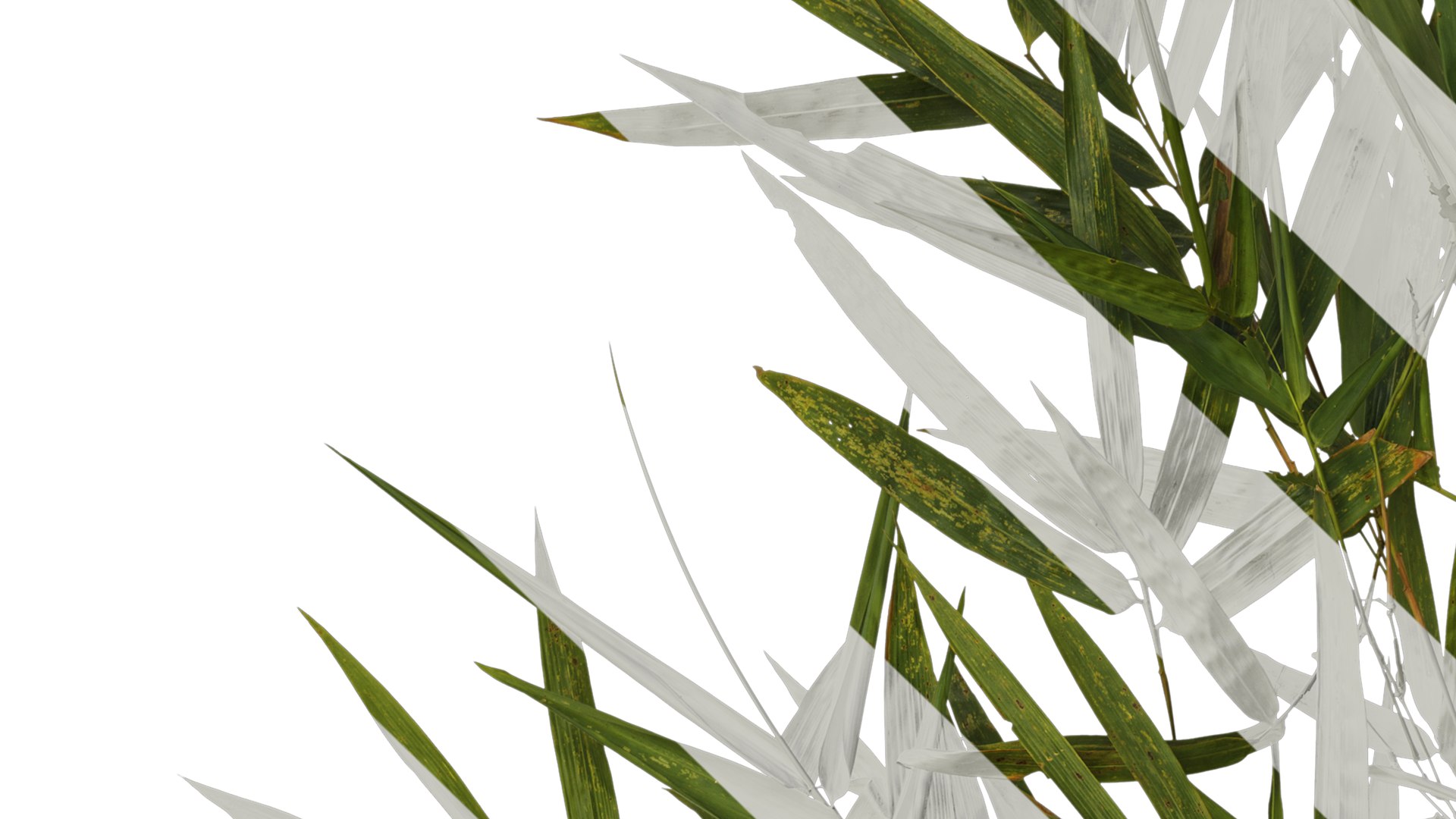 Anydrafts Bambusoideae Atlas 02 Textures 3D Model - TurboSquid 2345375