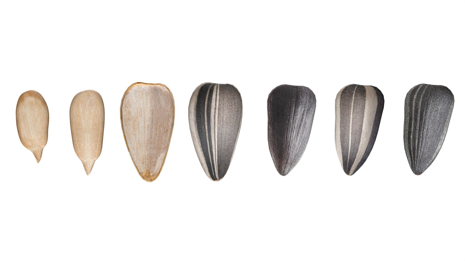 Sunflower Seed Collection 3D Model - TurboSquid 2407982