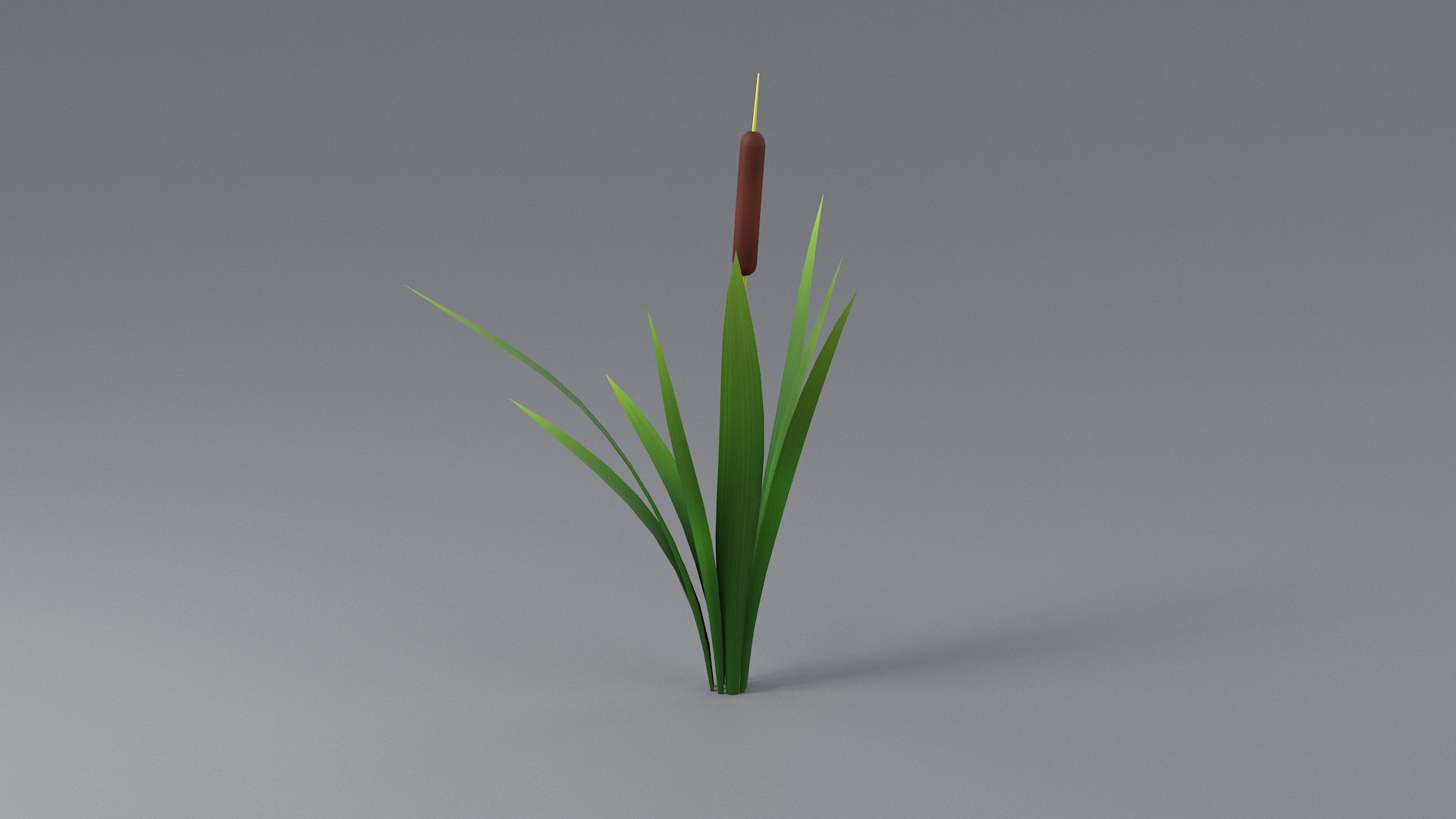Cartoon Cattail 03 3D Model - TurboSquid 1936186