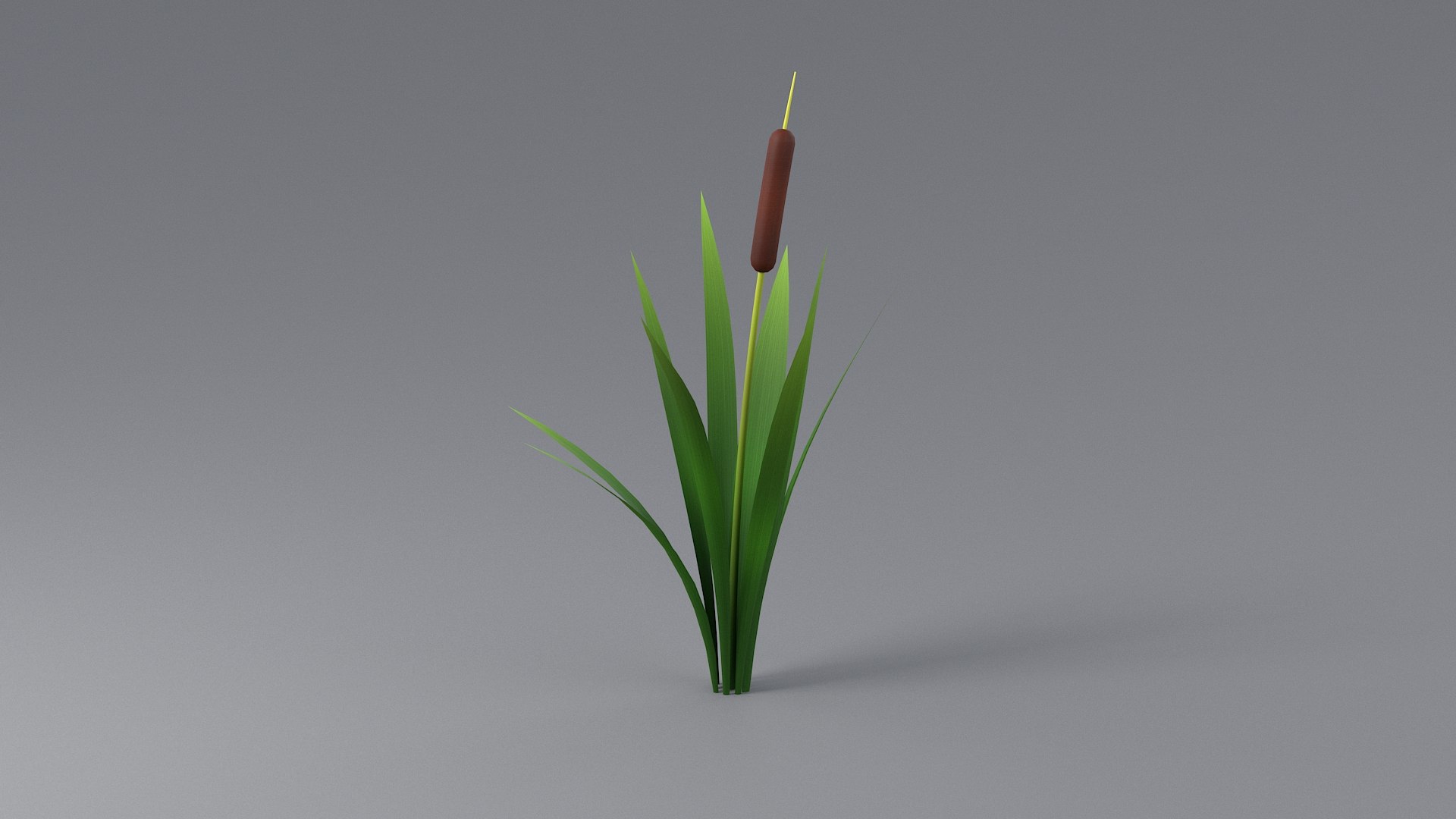 Cartoon Cattail 03 3D Model - TurboSquid 1936186