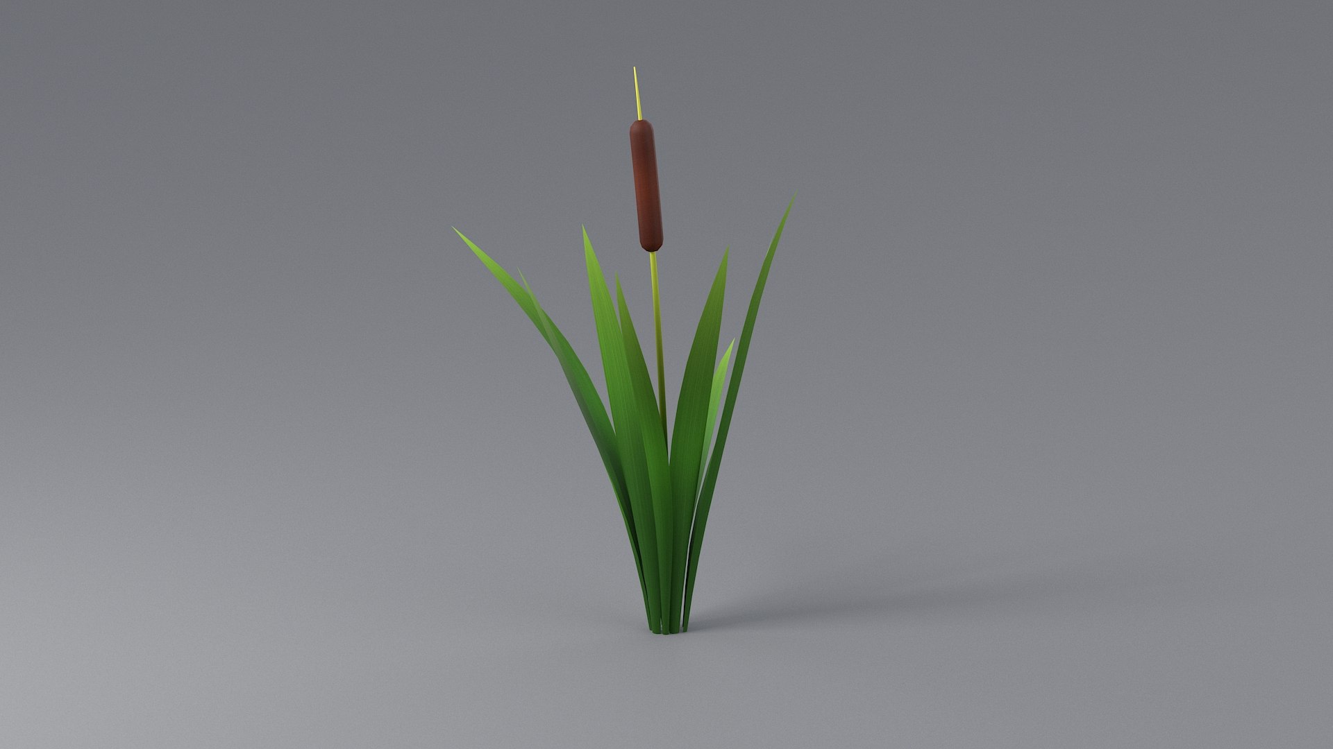Cartoon Cattail 03 3D Model - TurboSquid 1936186