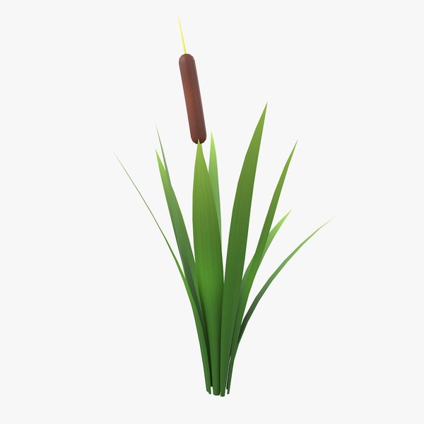 Free 3D Cat-Tail Models | TurboSquid