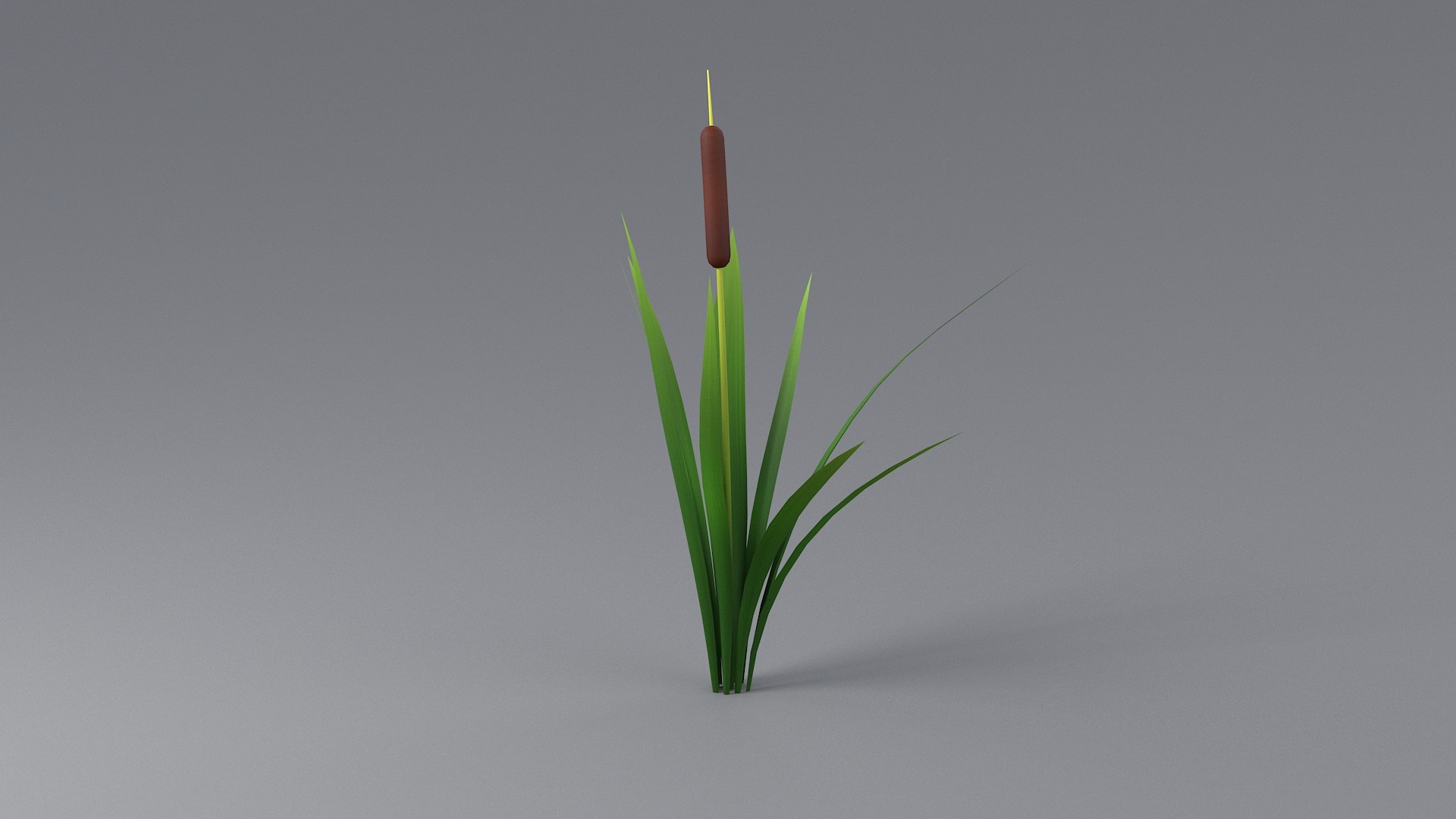 Cartoon Cattail 03 3D Model - TurboSquid 1936186