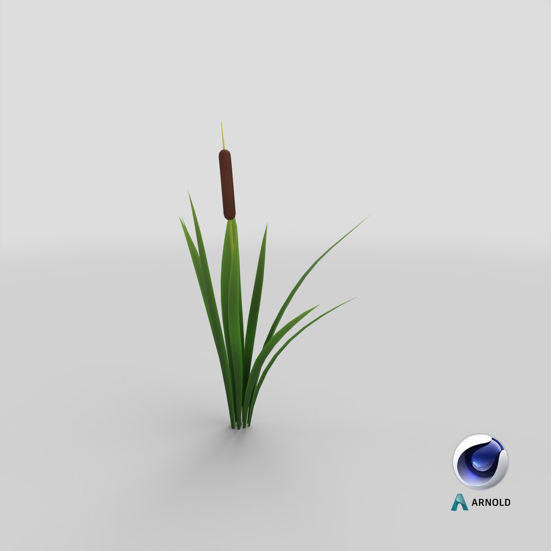 Cartoon Cattail 03 3D Model - TurboSquid 1936186