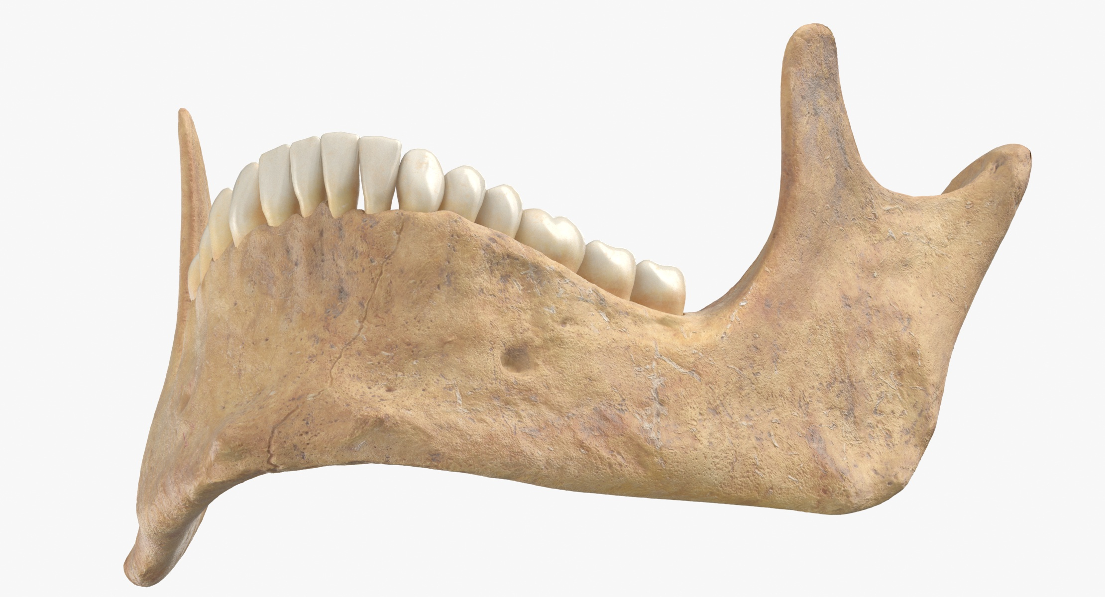 3D model Human Jawbones Collection Yellow - 4 models - TurboSquid 1752186