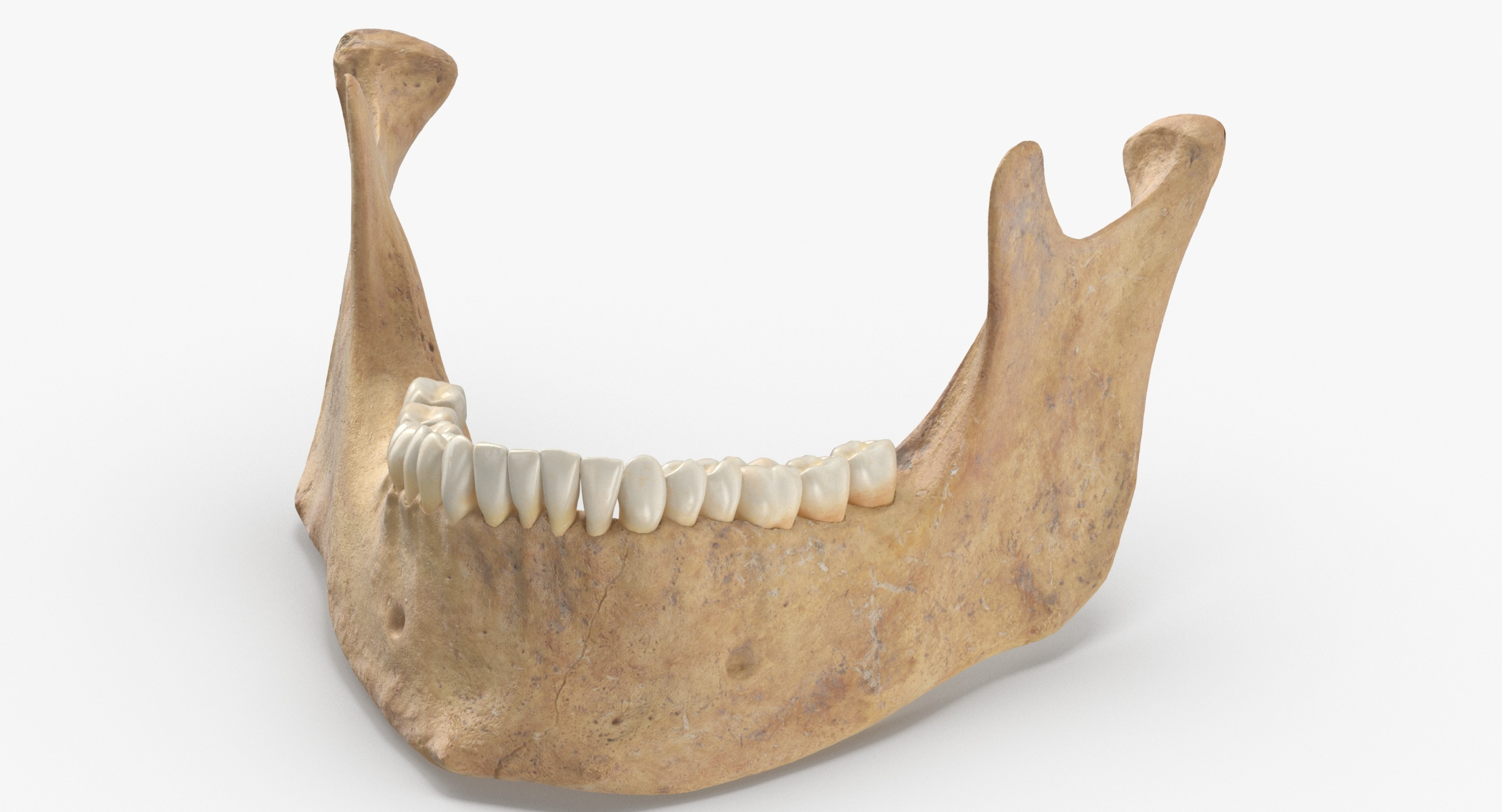 3D model Human Jawbones Collection Yellow - 4 models - TurboSquid 1752186