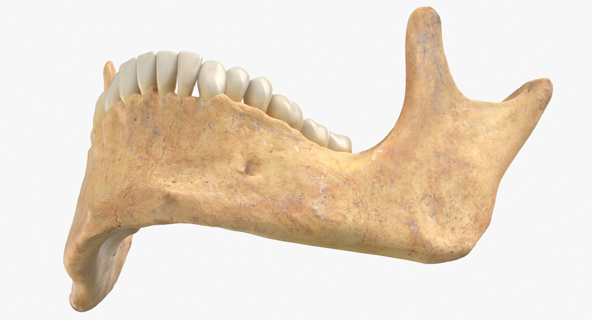 3D model Human Jawbones Collection Yellow - 4 models - TurboSquid 1752186