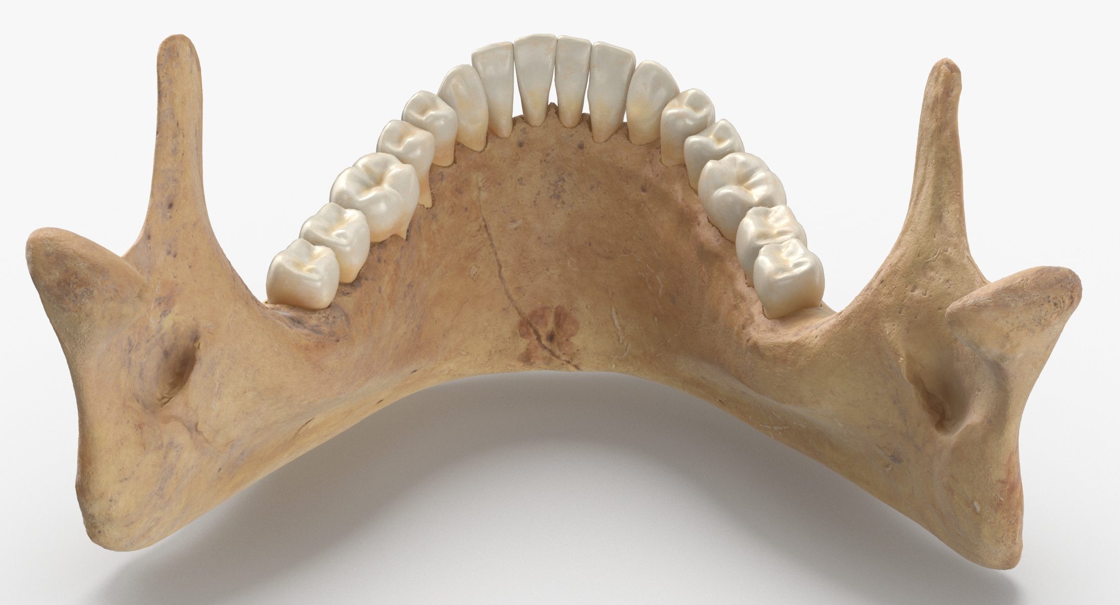 3D model Human Jawbones Collection Yellow - 4 models - TurboSquid 1752186