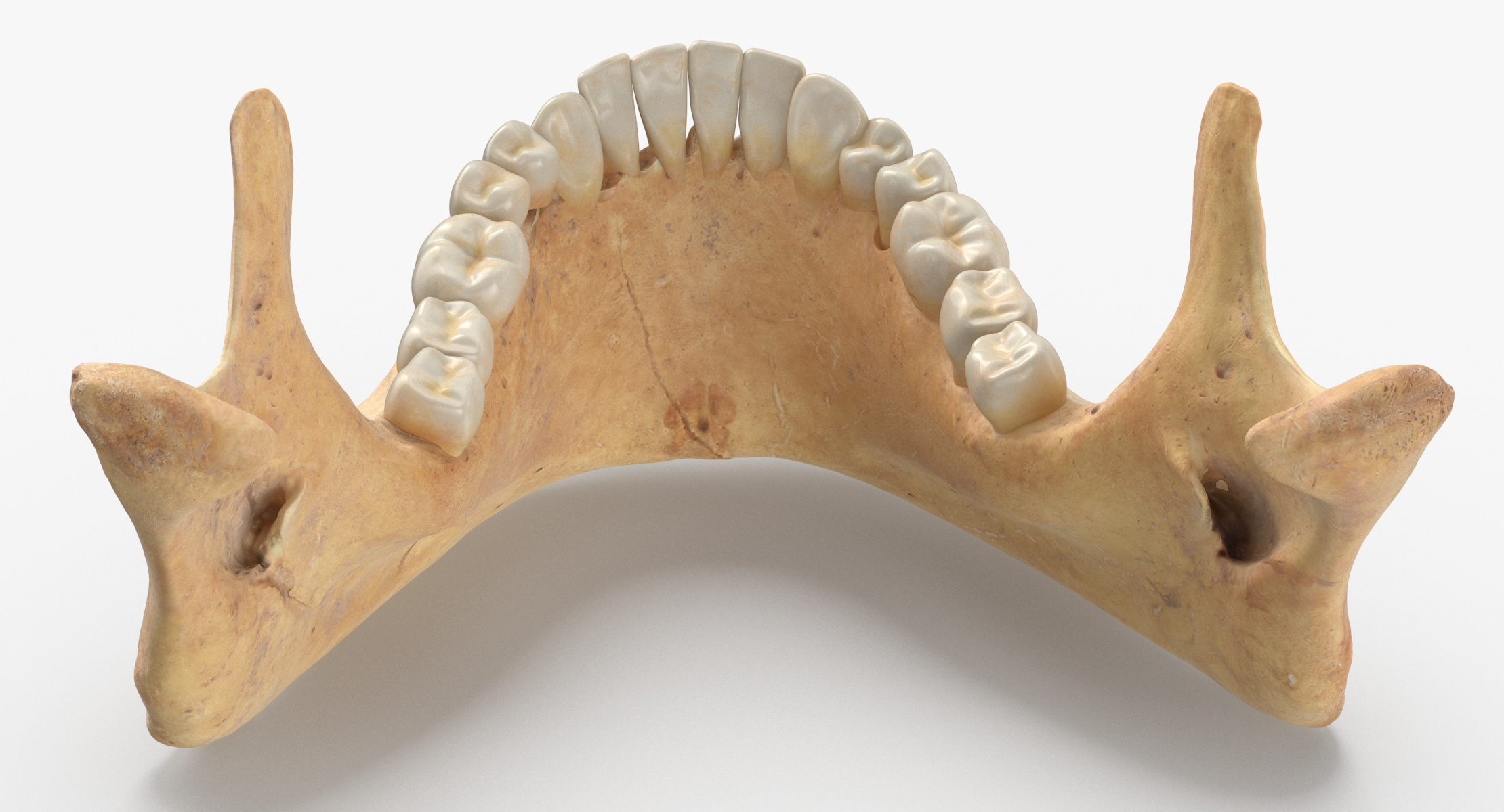 3D model Human Jawbones Collection Yellow - 4 models - TurboSquid 1752186