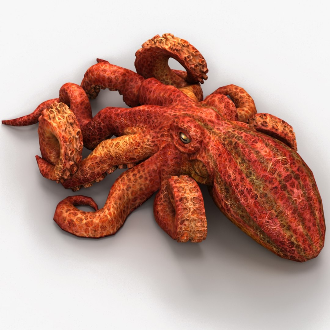 3d max octopus mollusc cephalopod
