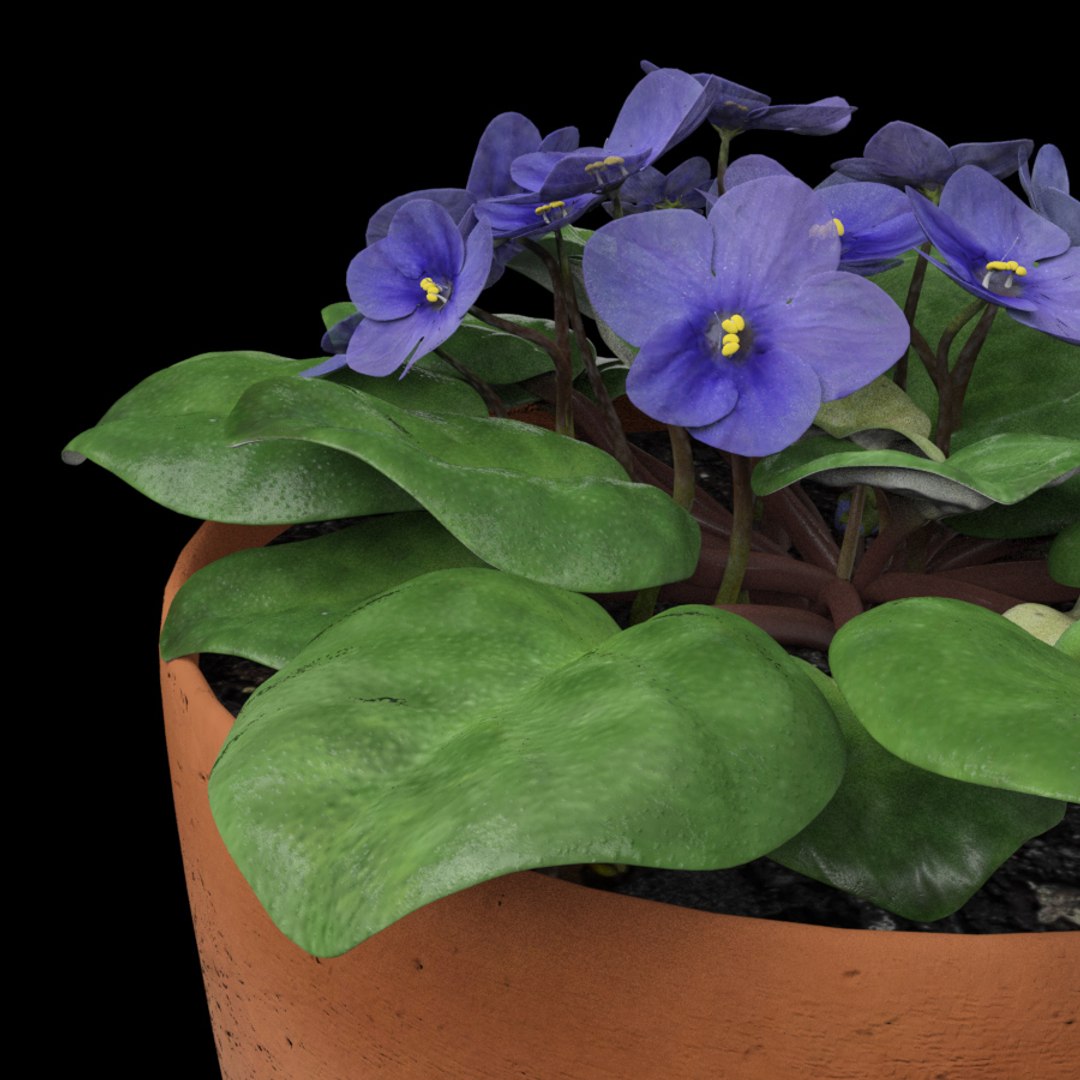 3D African Violet Model - TurboSquid 1227878