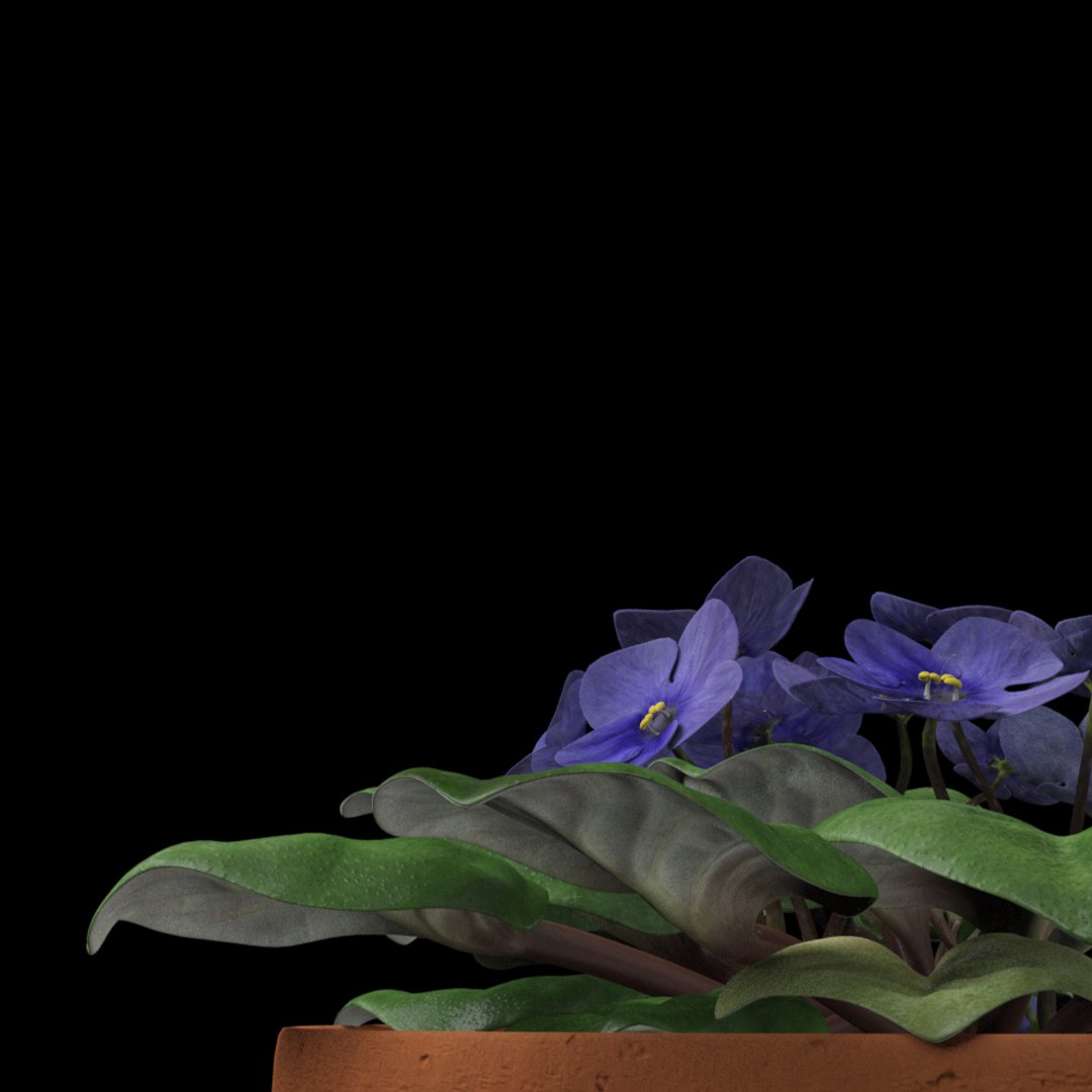 3D African Violet Model - TurboSquid 1227878