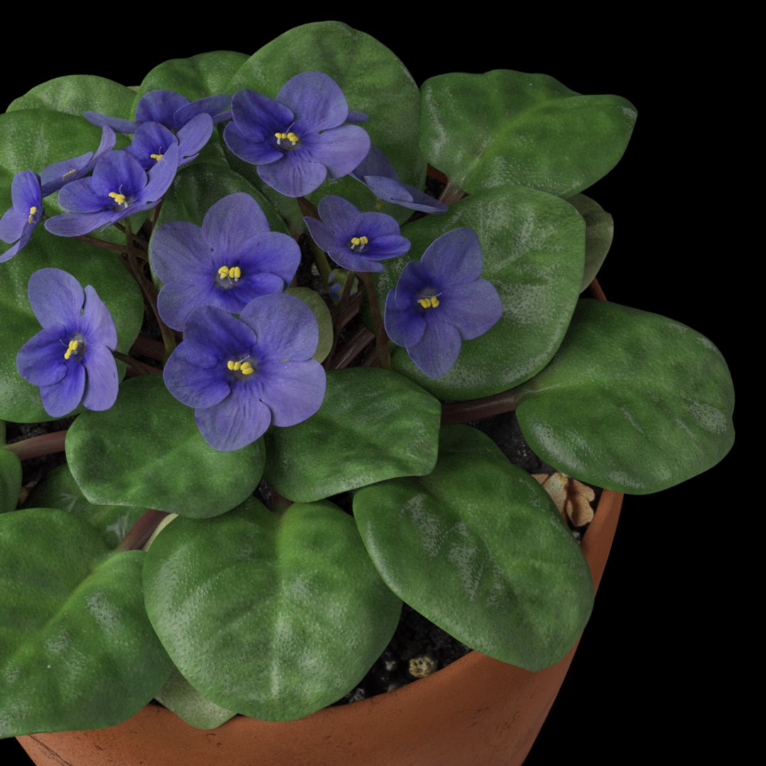 3D African Violet Model - TurboSquid 1227878