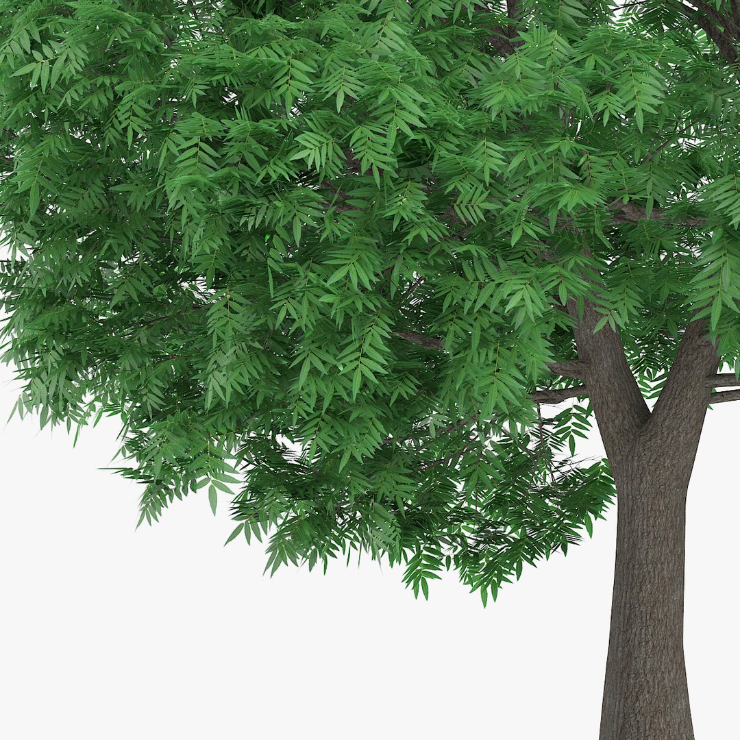 japanese chestnut 14m 3d model