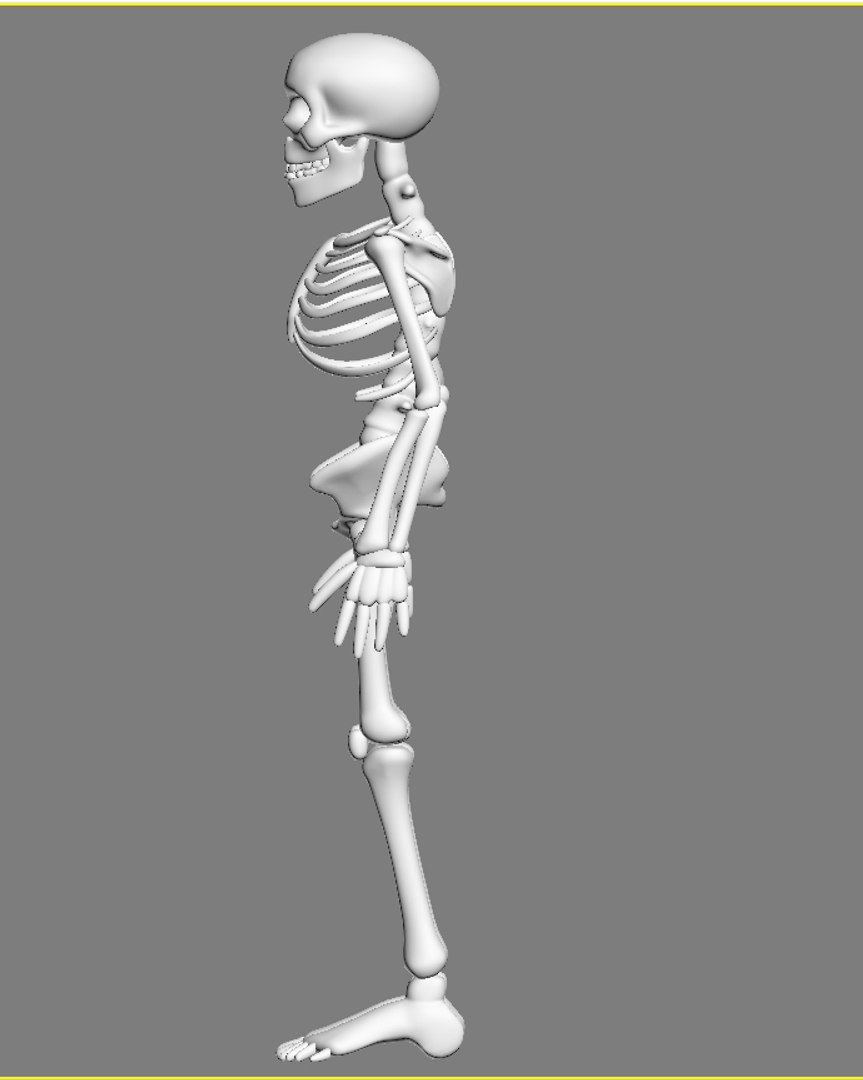 Cartoon Skeleton 3d Model