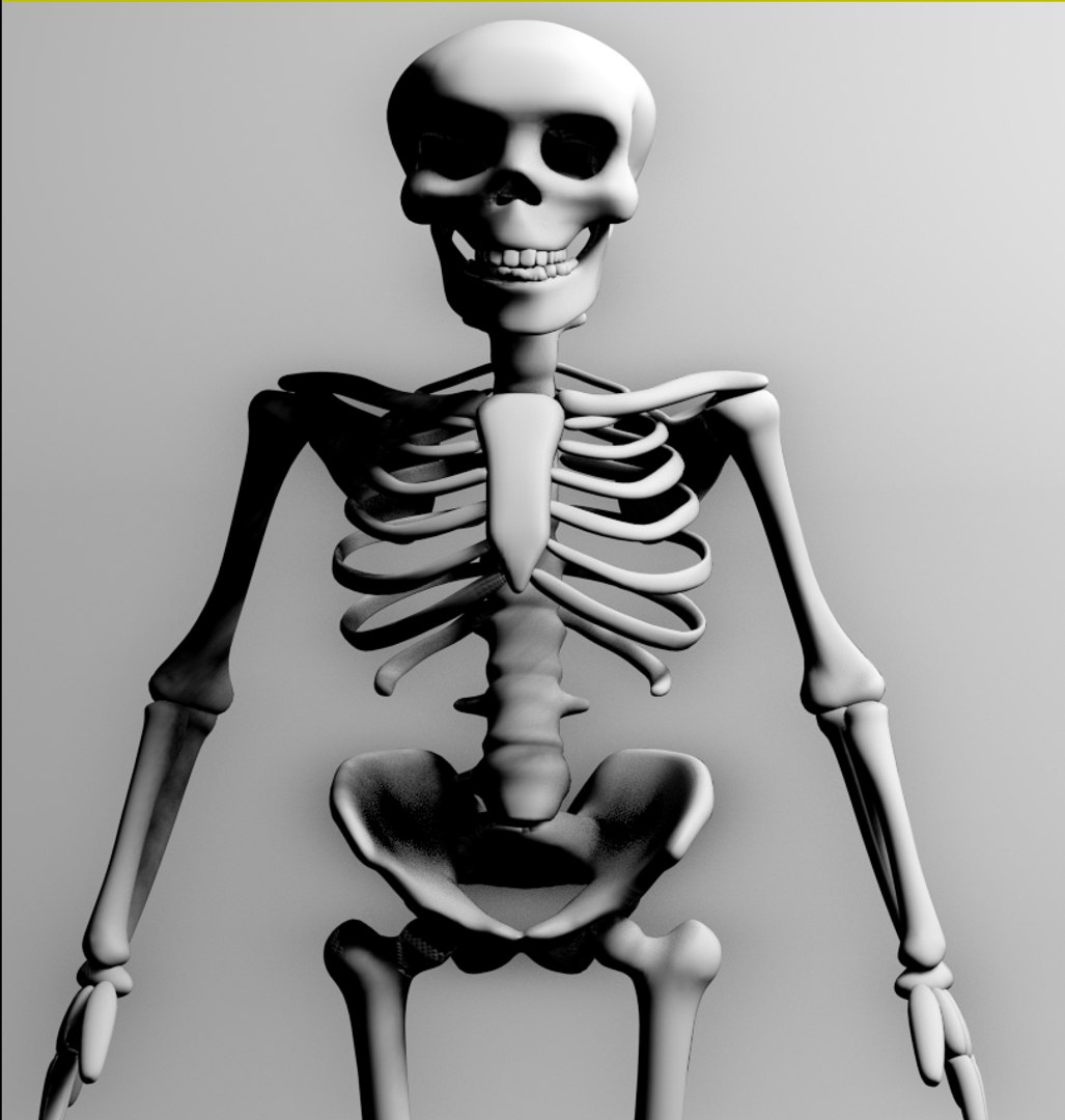 Cartoon Skeleton 3d Model