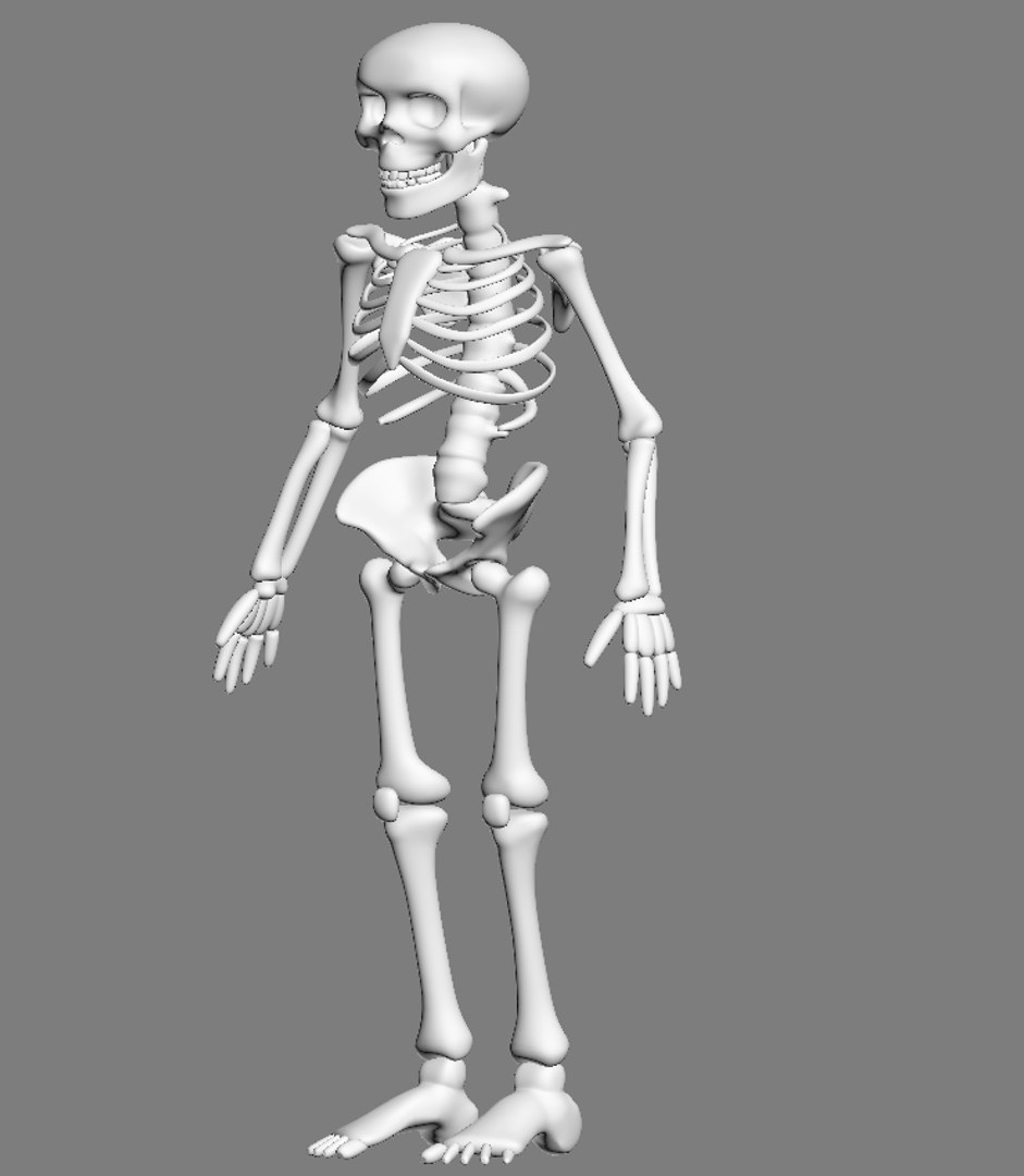 Cartoon Skeleton 3d Model
