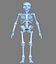 Cartoon Skeleton 3d Model
