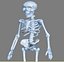 Cartoon Skeleton 3d Model