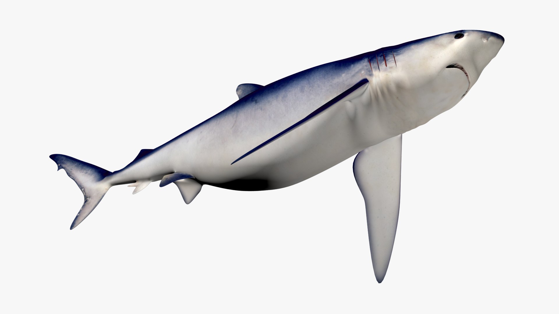 3D Model Blue Shark - TurboSquid 1696489