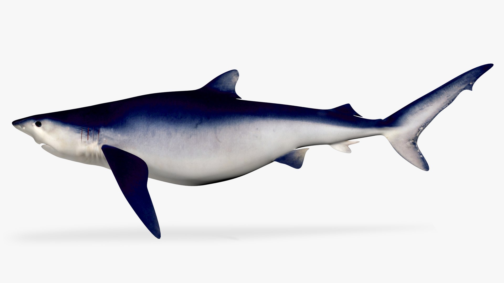 3D Model Blue Shark - TurboSquid 1696489
