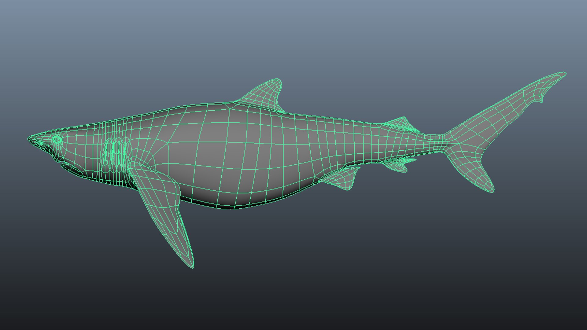 3D Model Blue Shark - TurboSquid 1696489