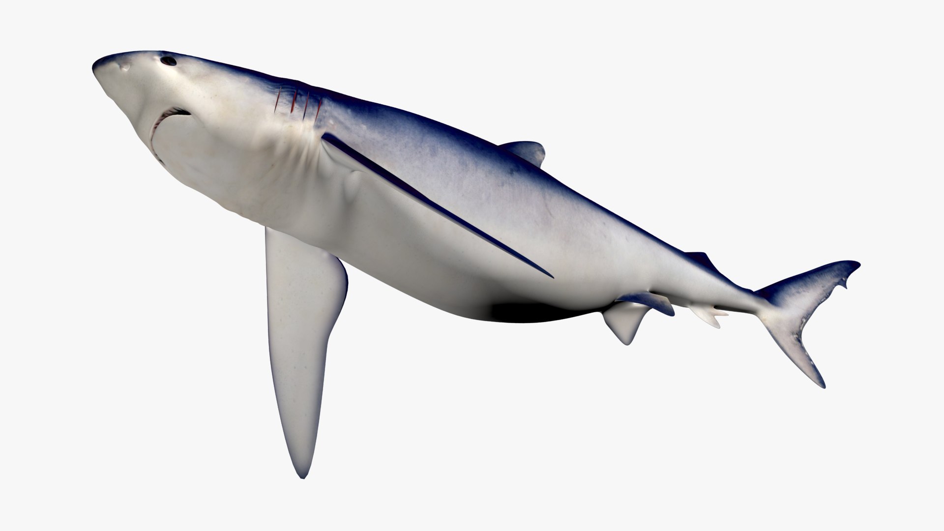 3D Model Blue Shark - TurboSquid 1696489