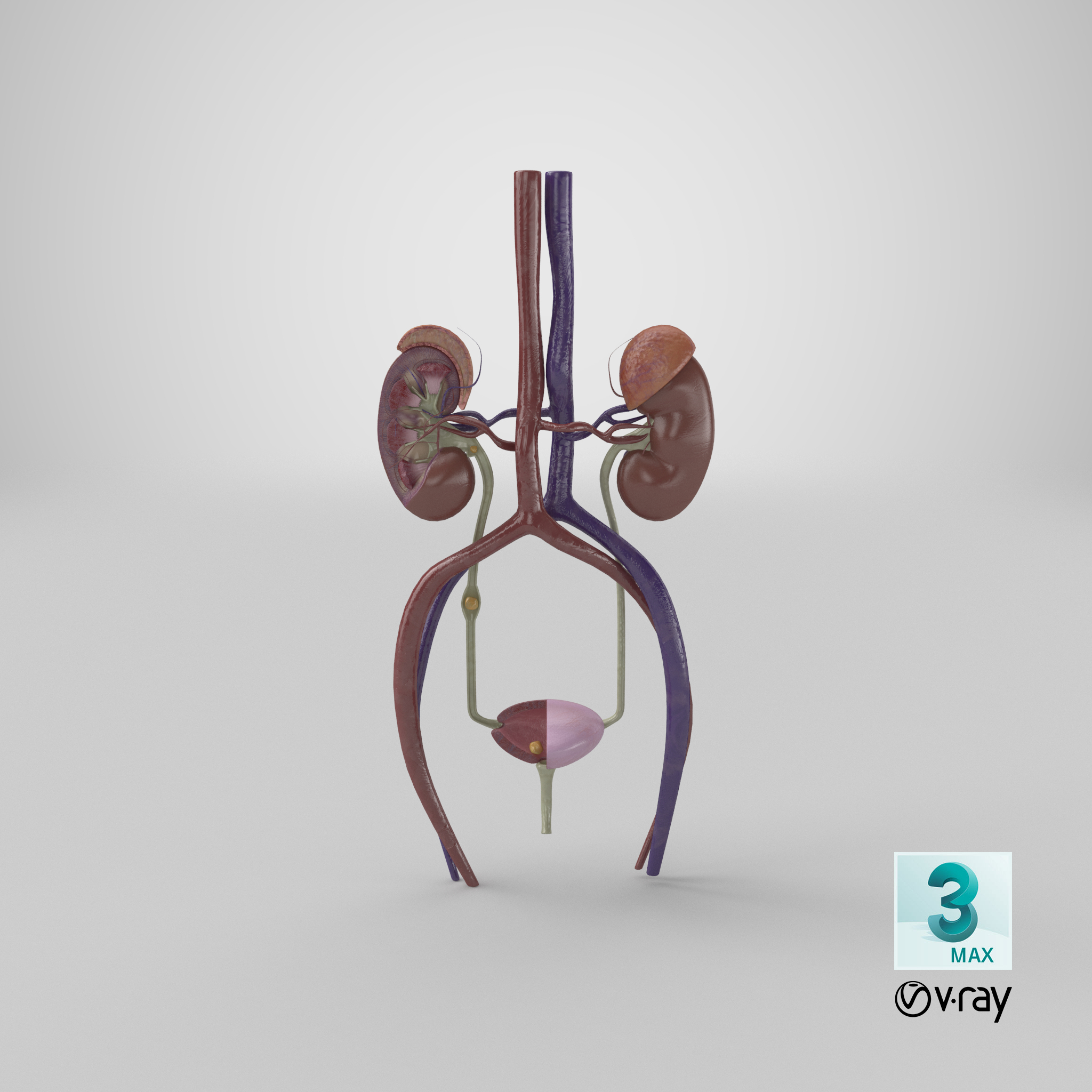 3D anatomy female urinary tract - TurboSquid 1277369
