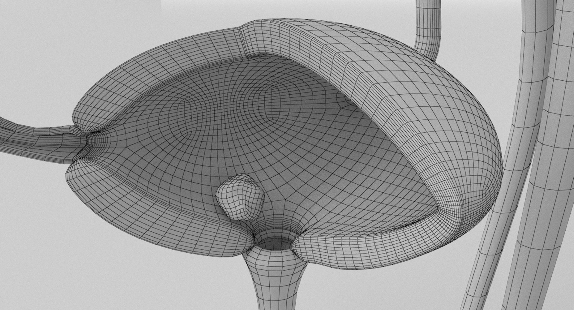 3D Anatomy Female Urinary Tract - TurboSquid 1277369