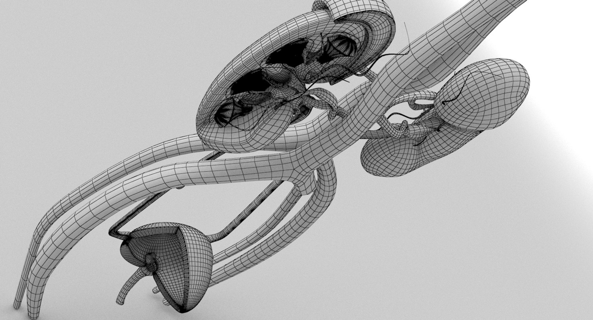 3D Anatomy Female Urinary Tract - TurboSquid 1277369